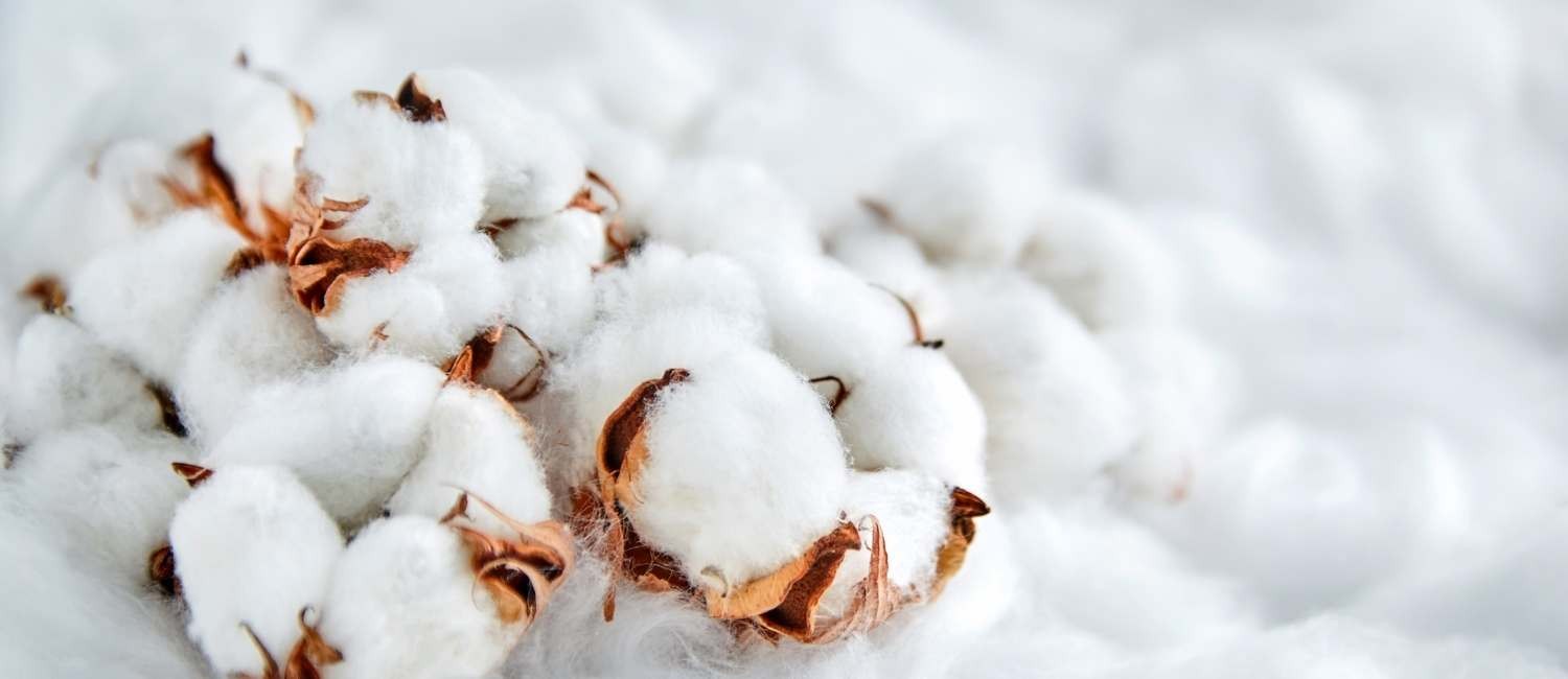 Le coton | Le Briochin
